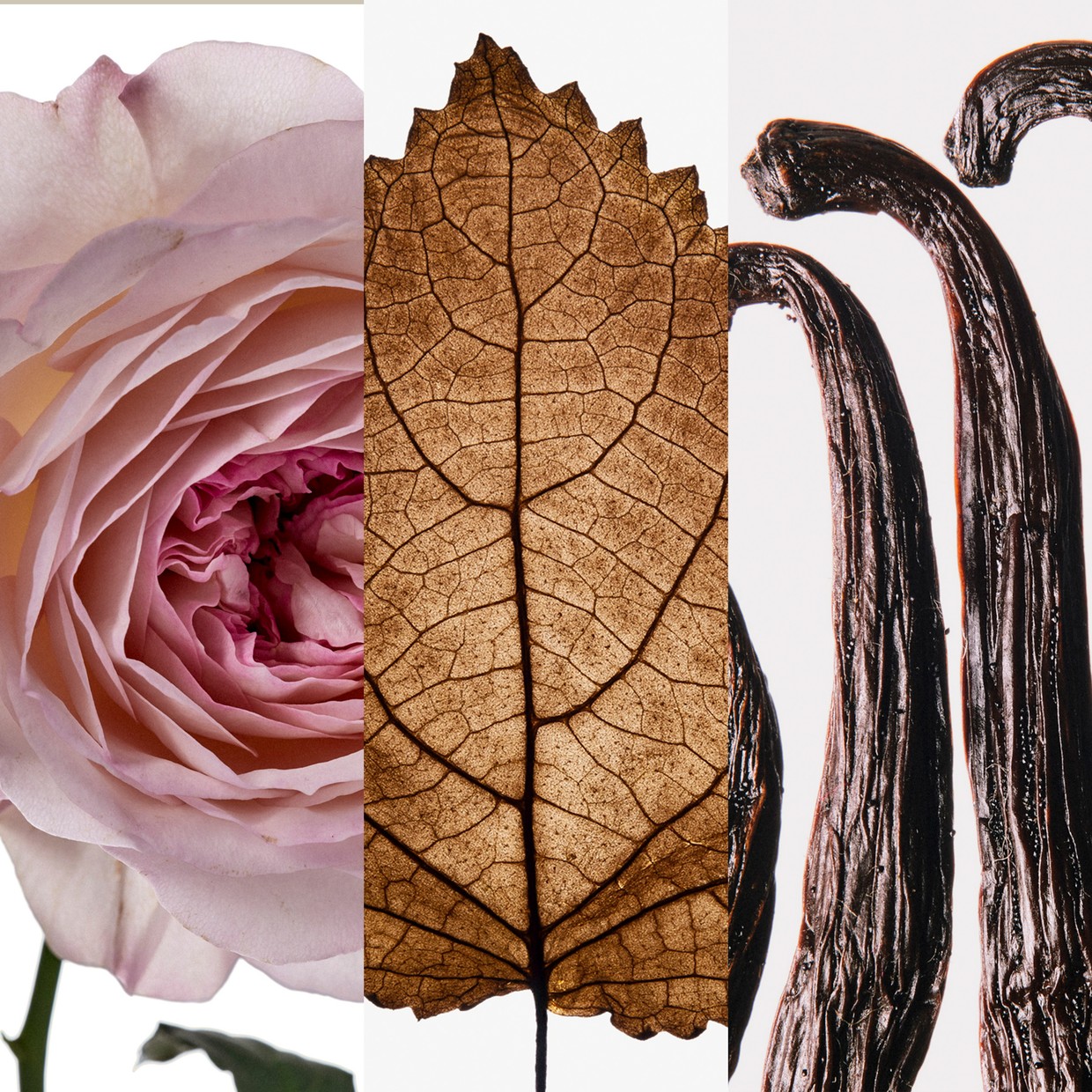 Carolina Herrera | Official Website